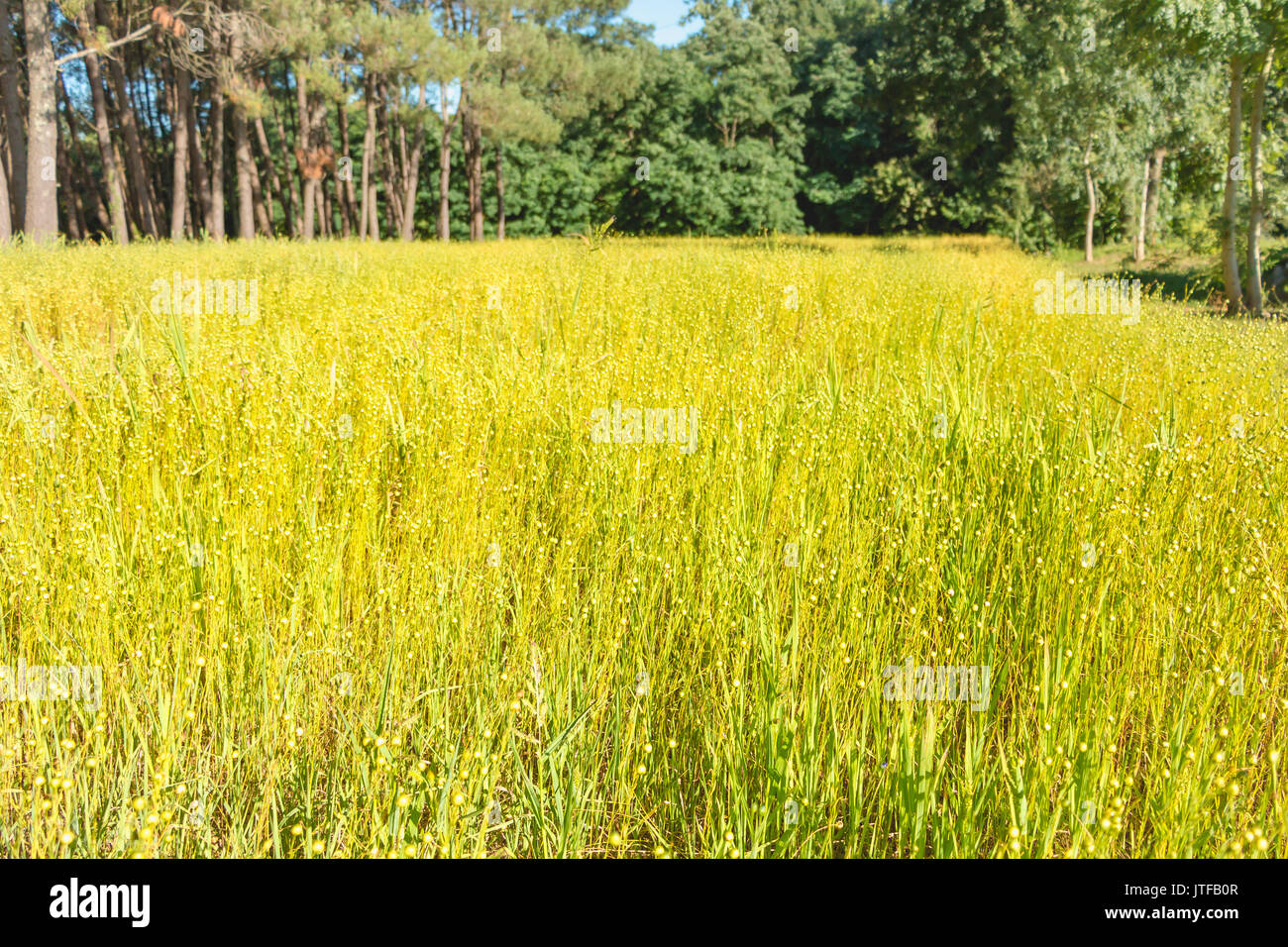 Background flax flower field in summer before flowering Stock Photo - Alamy