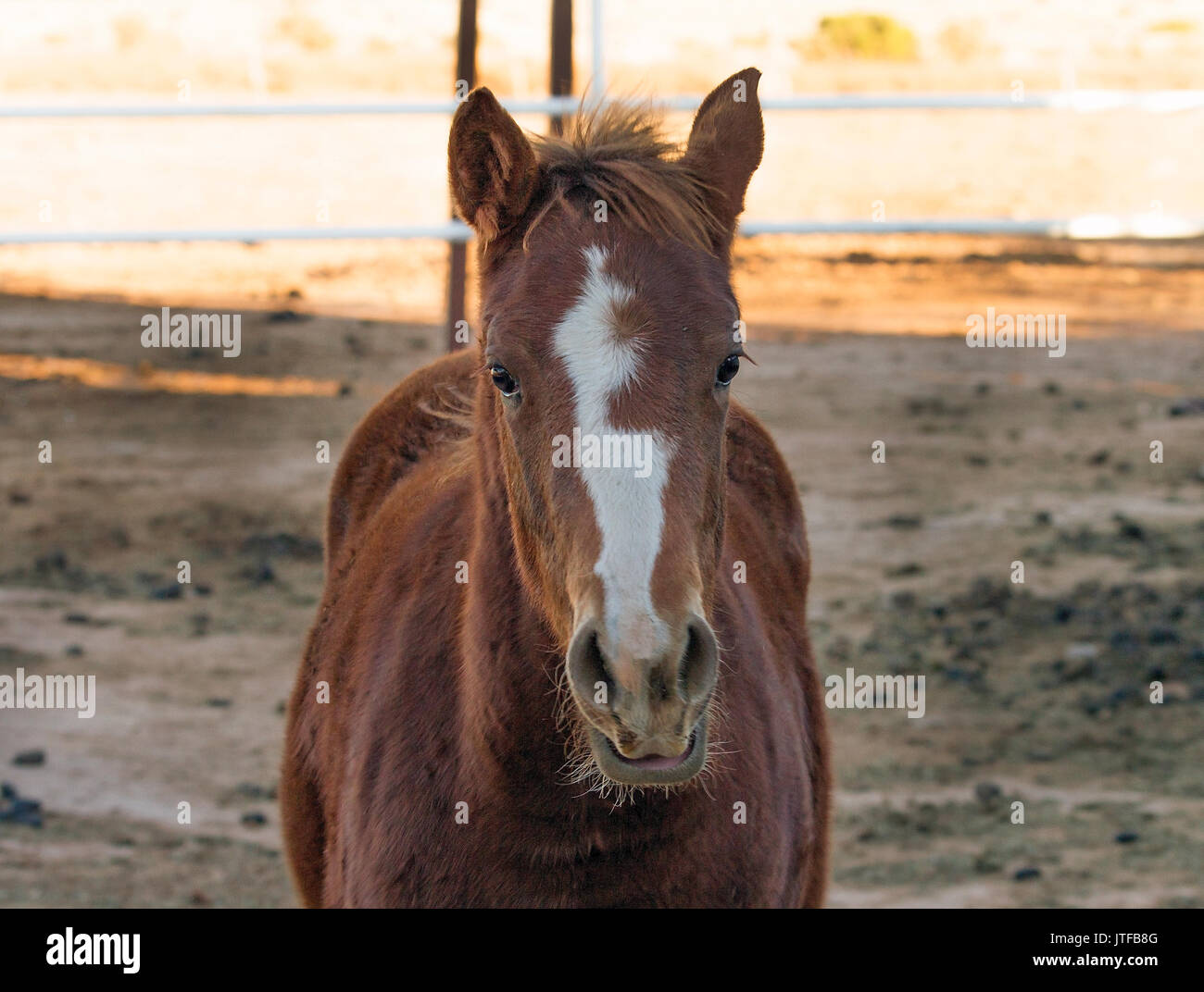 Outdoor Scenery, Amimals Playing, Horses, sihouettes, Flowers Stock ...