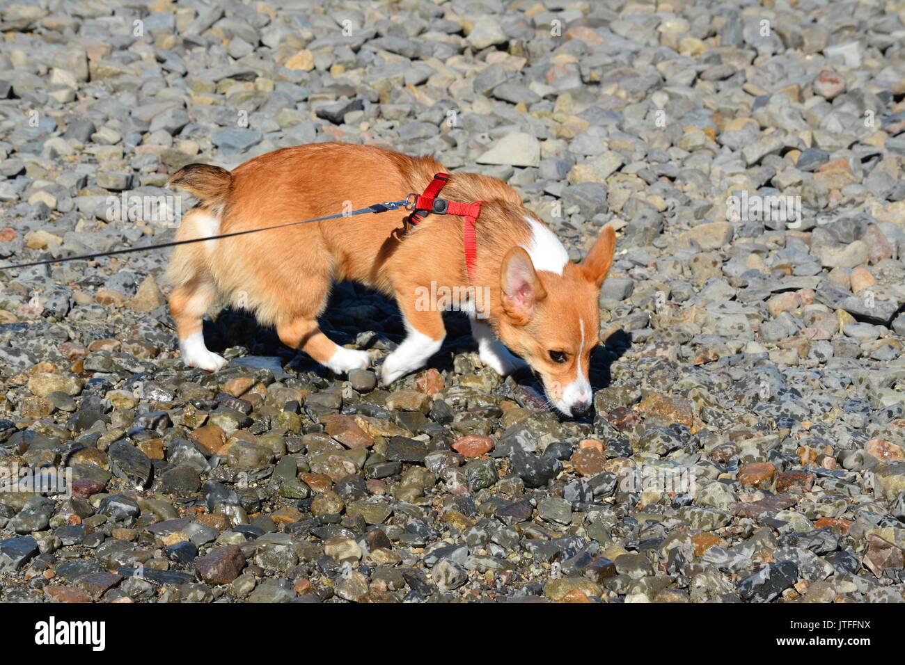 A Welsh Pembroke Corgi puppy outdoors in Nature Stock Photo - Alamy