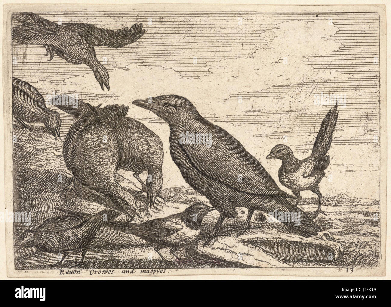Wenceslas Hollar Raven, crows and magpies Stock Photo - Alamy