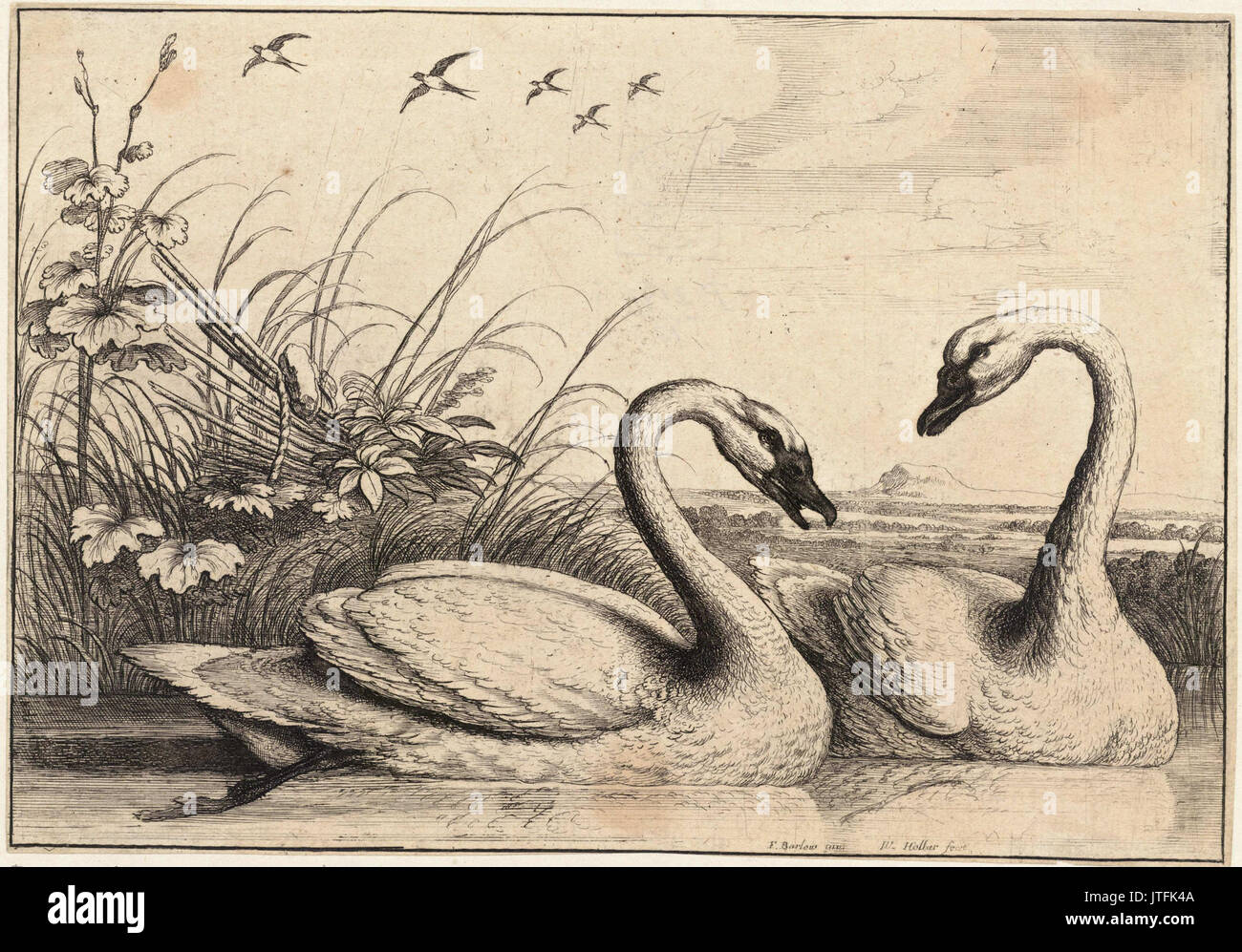Two swans drawing hi-res stock photography and images - Alamy