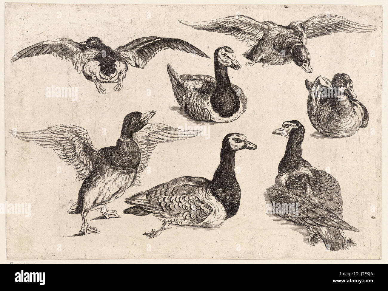 Wenceslas Hollar Seven ducks Stock Photo - Alamy