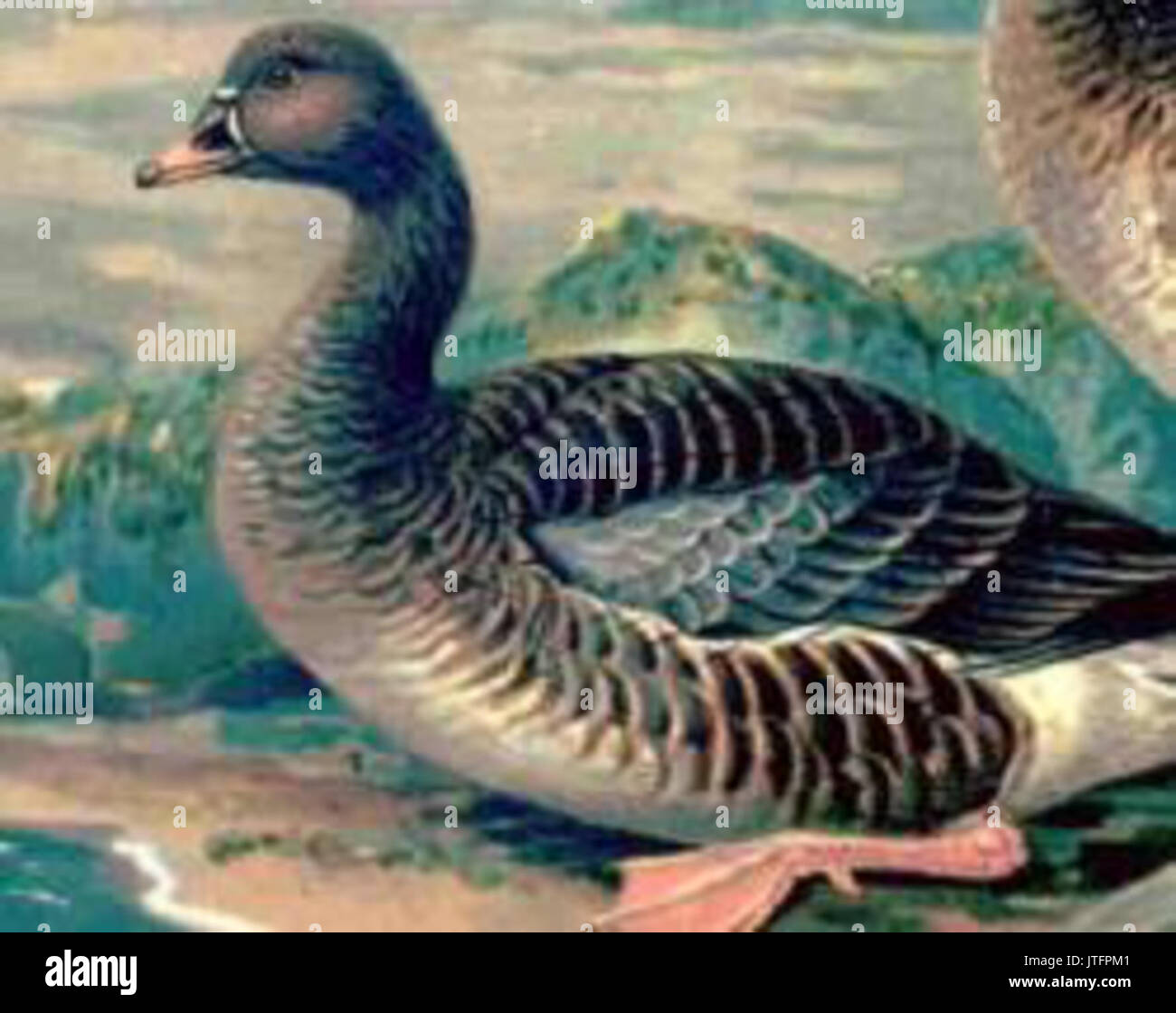 Pink footed goose illustration hi-res stock photography and images - Alamy