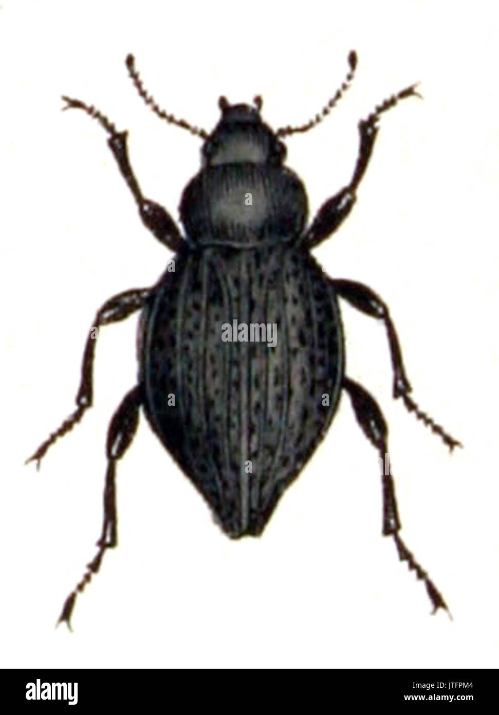 Pimelia hi-res stock photography and images - Alamy