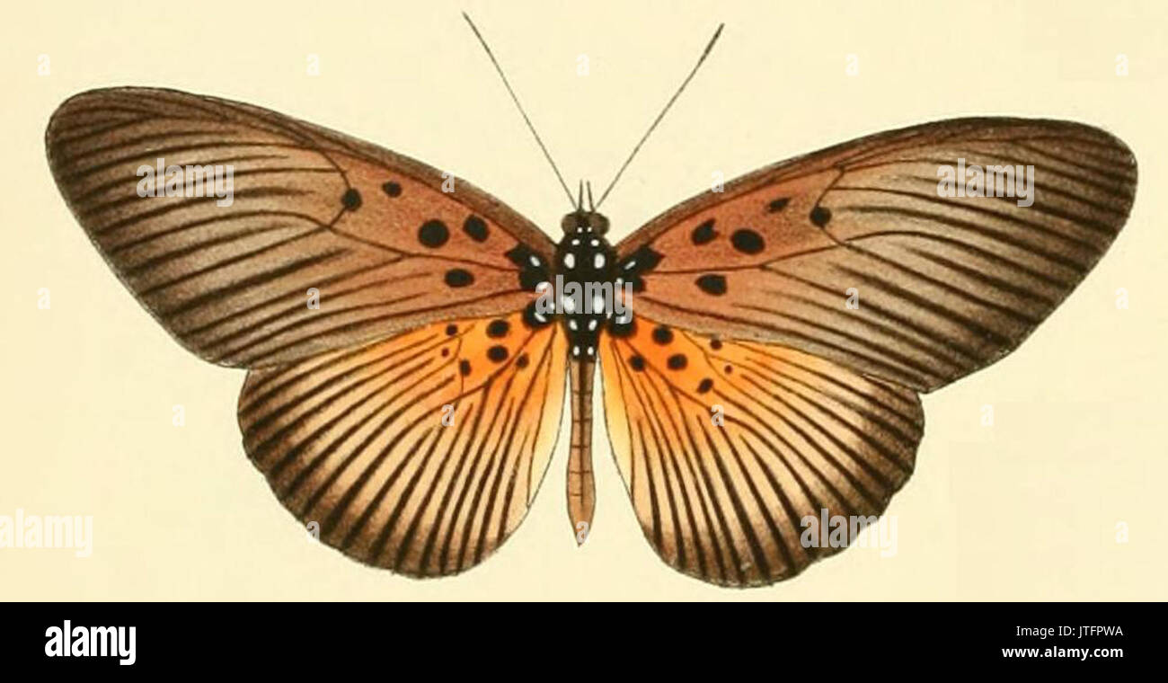 Pseudacraea eurytus hi-res stock photography and images - Alamy