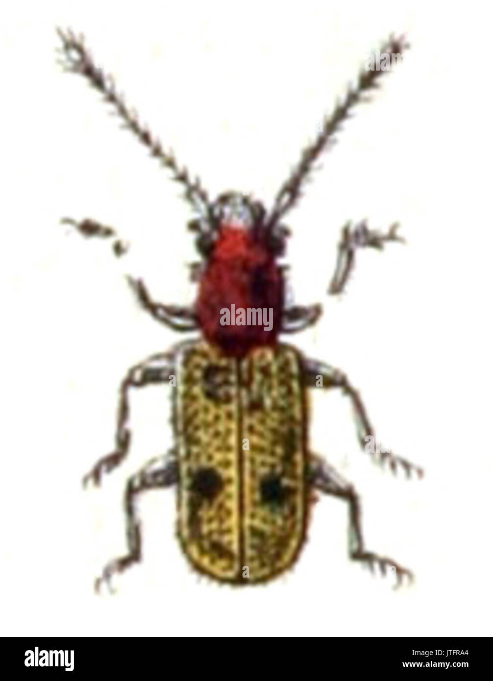 Psammoecus hi-res stock photography and images - Alamy