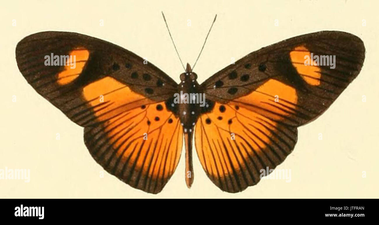 Eurytus hi-res stock photography and images - Alamy