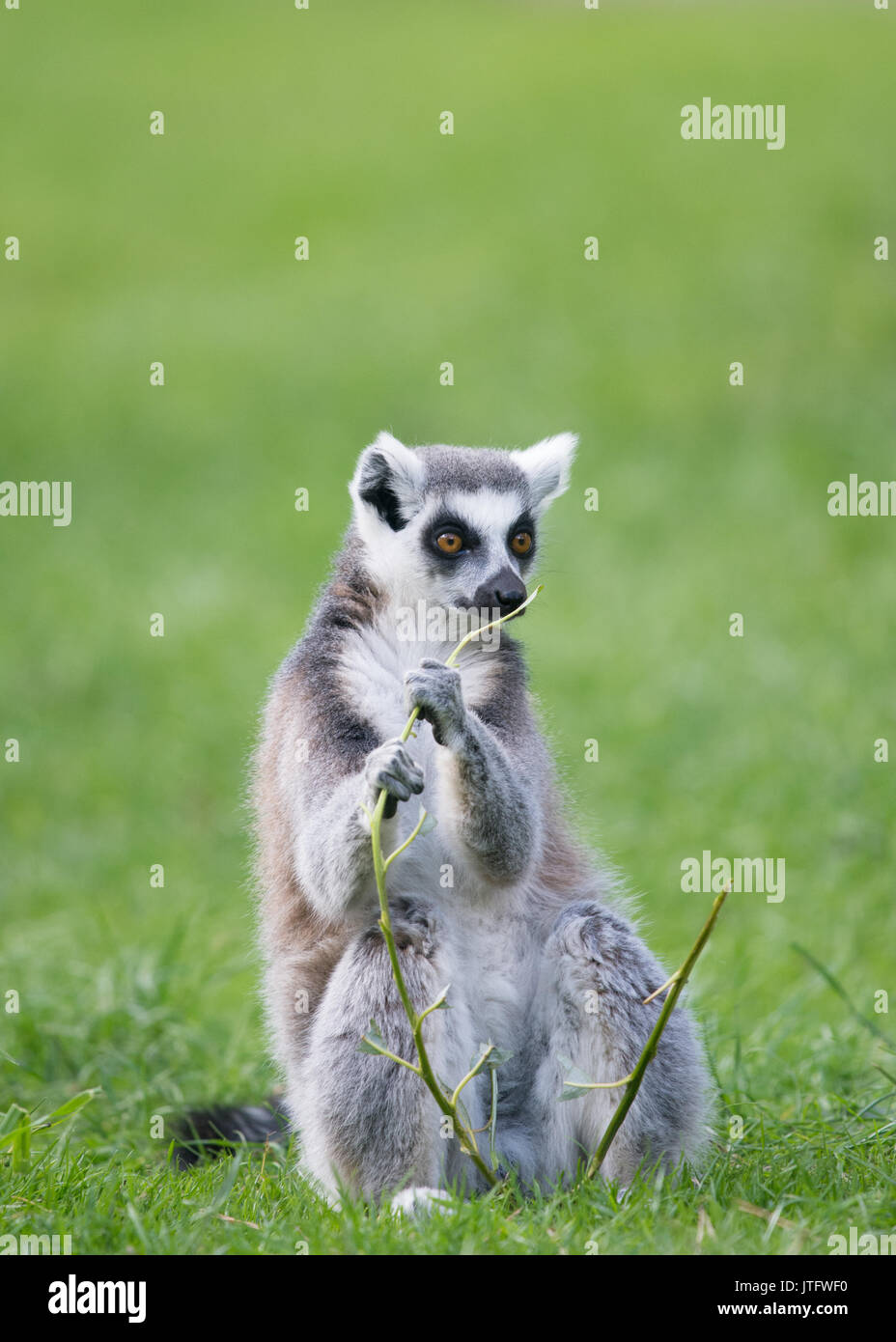 Ring-tailed lemur (Lemur catta), in captivity, United Kingdom Stock ...