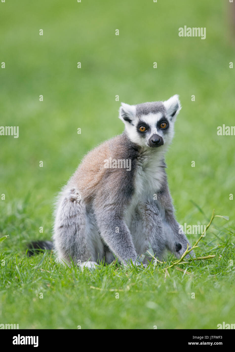Ring-tailed lemur (Lemur catta), in captivity, United Kingdom Stock ...