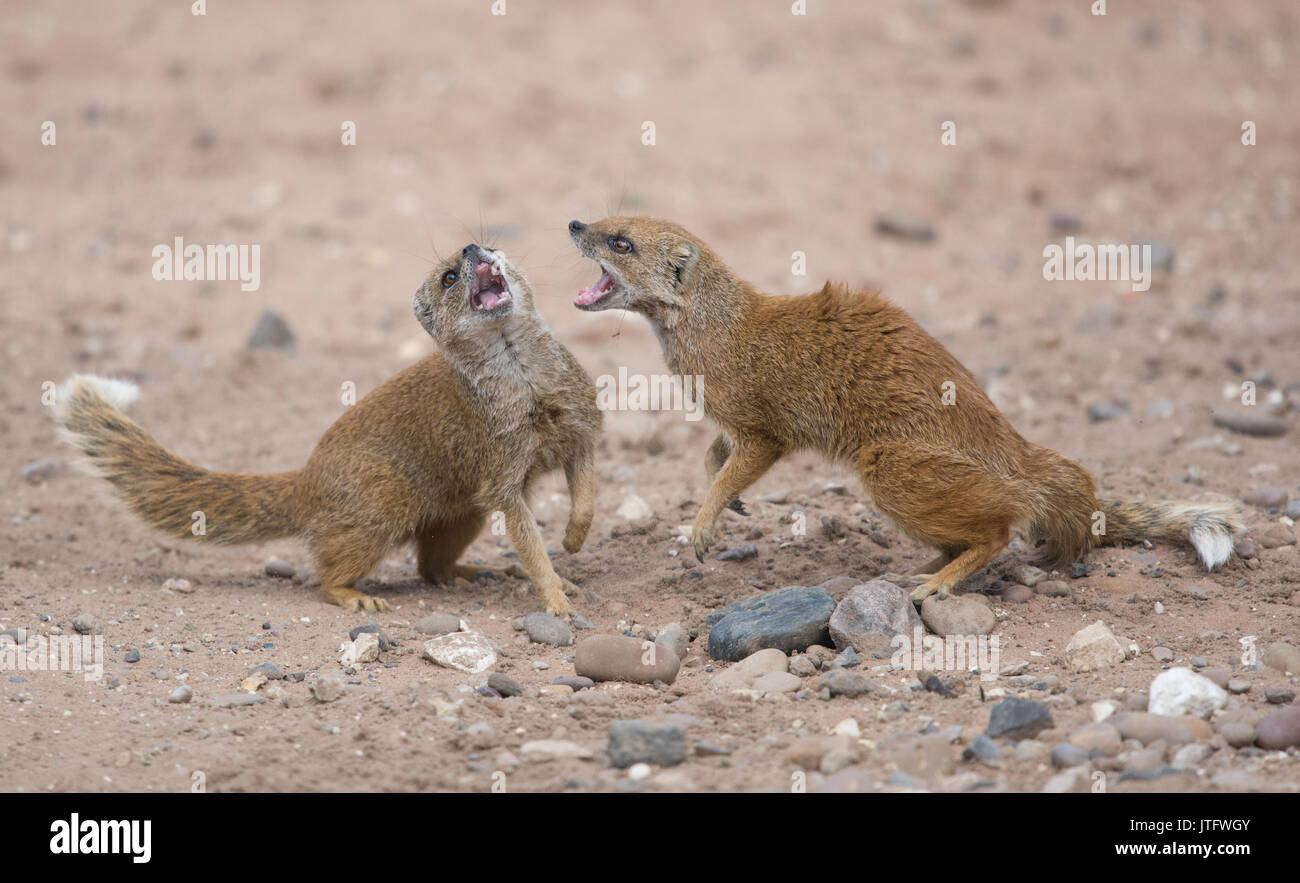 Two yellow mongoose (Cynictis penicillata) fighting, in captivity ...