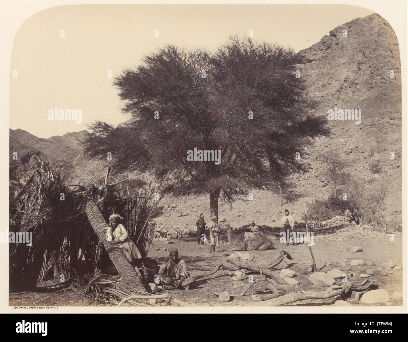 Sgt. James M. McDonald (English Seyal (Shittim) Tree, Dedicated to the ...