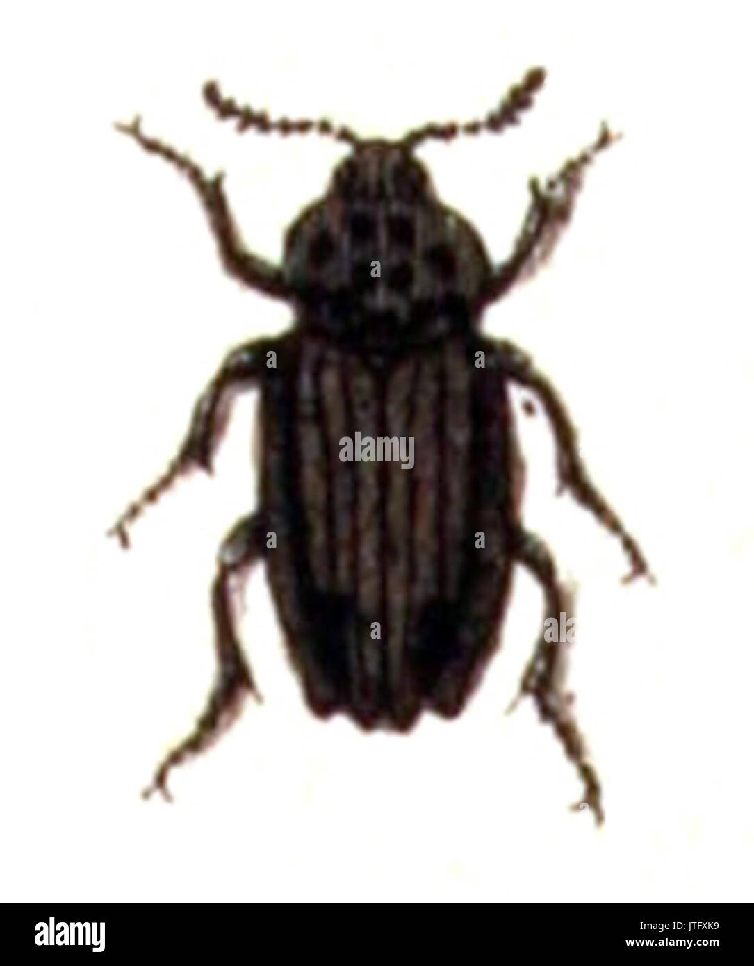 Thanatophilus sinuatus hi-res stock photography and images - Alamy