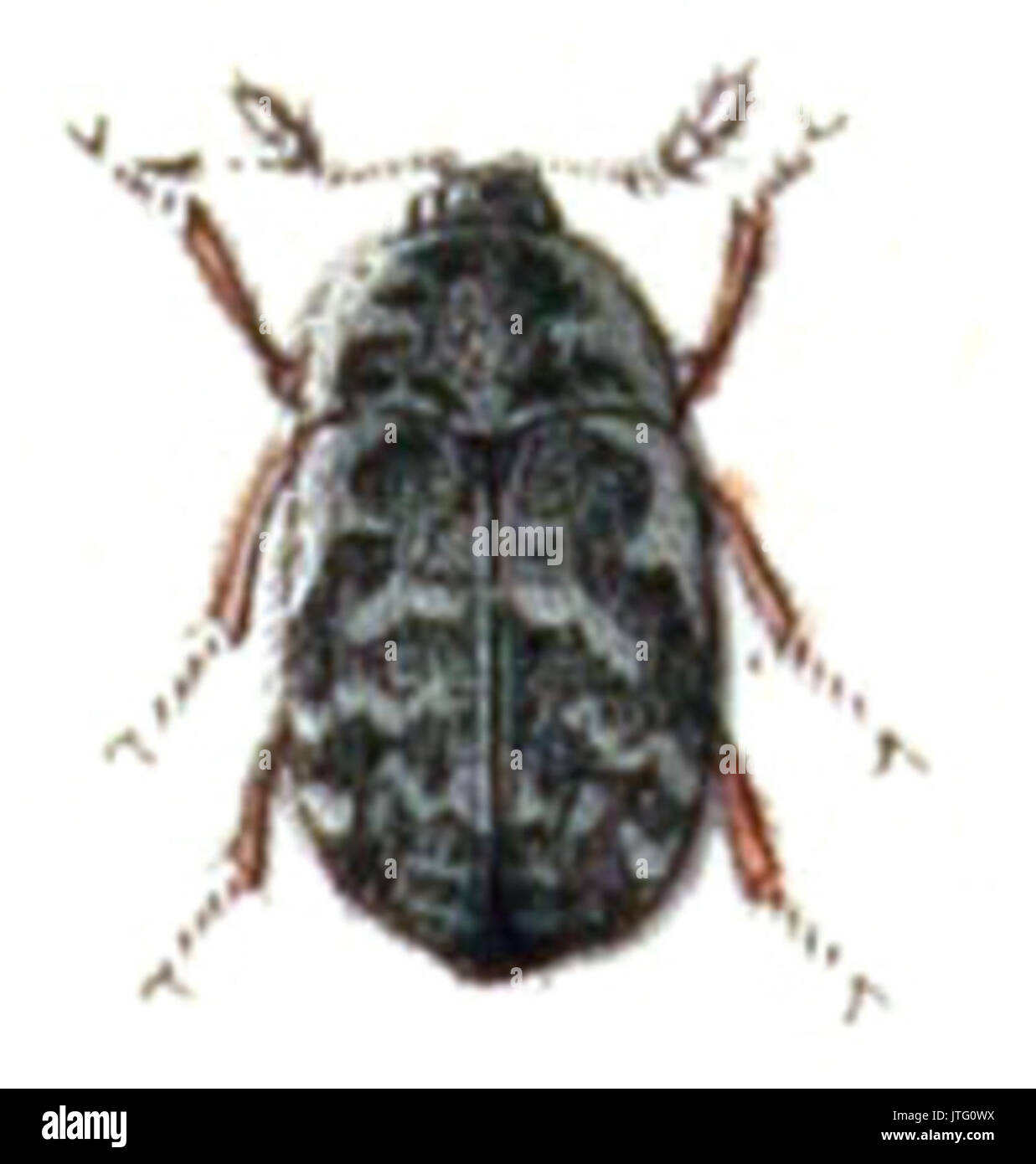 Trogoderma hi-res stock photography and images - Alamy