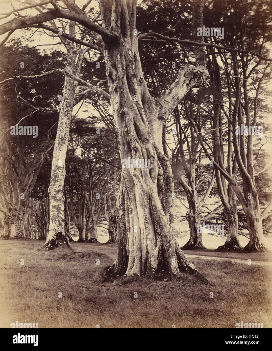 British heath painting hi-res stock photography and images - Alamy