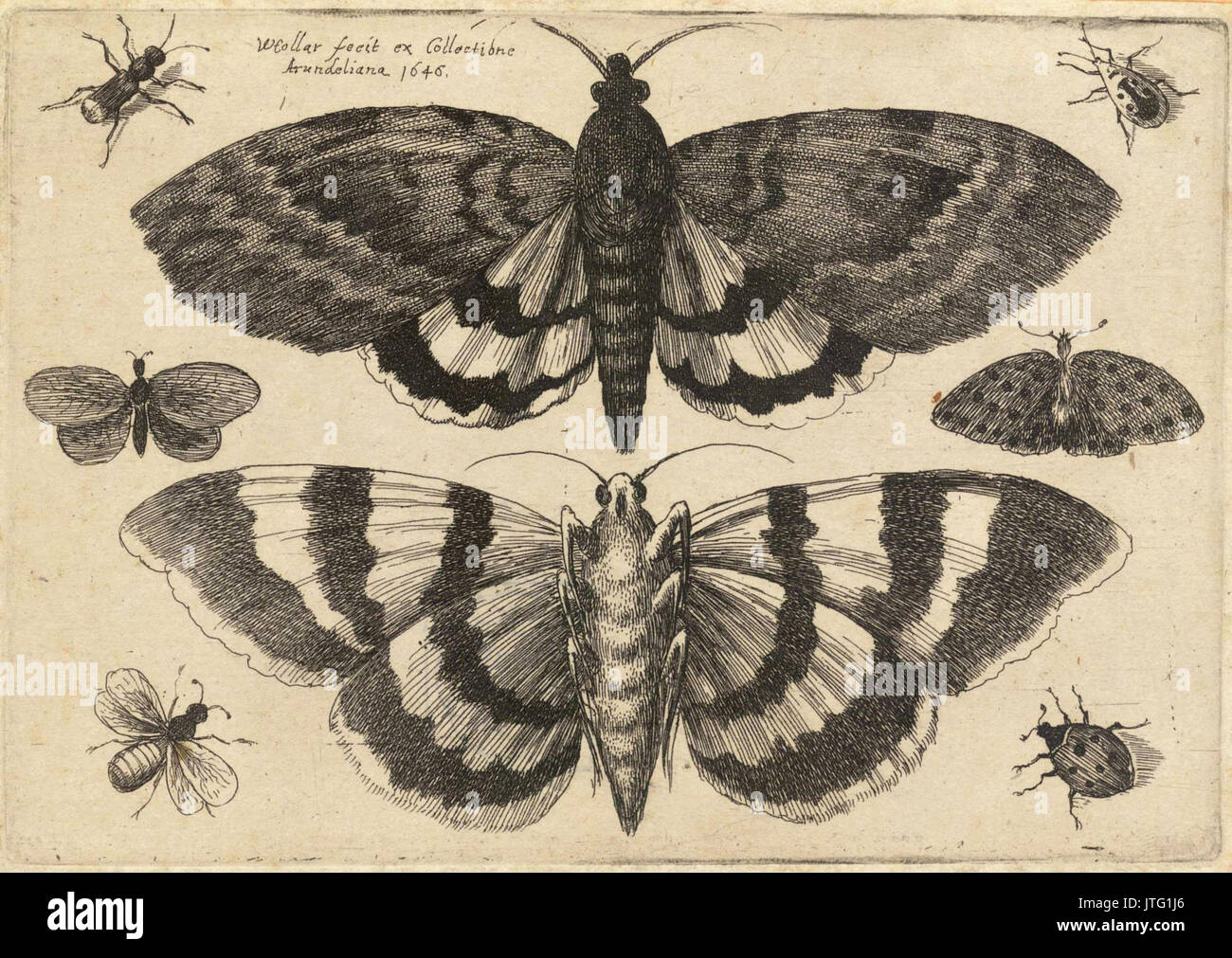 Six insects hi-res stock photography and images - Alamy