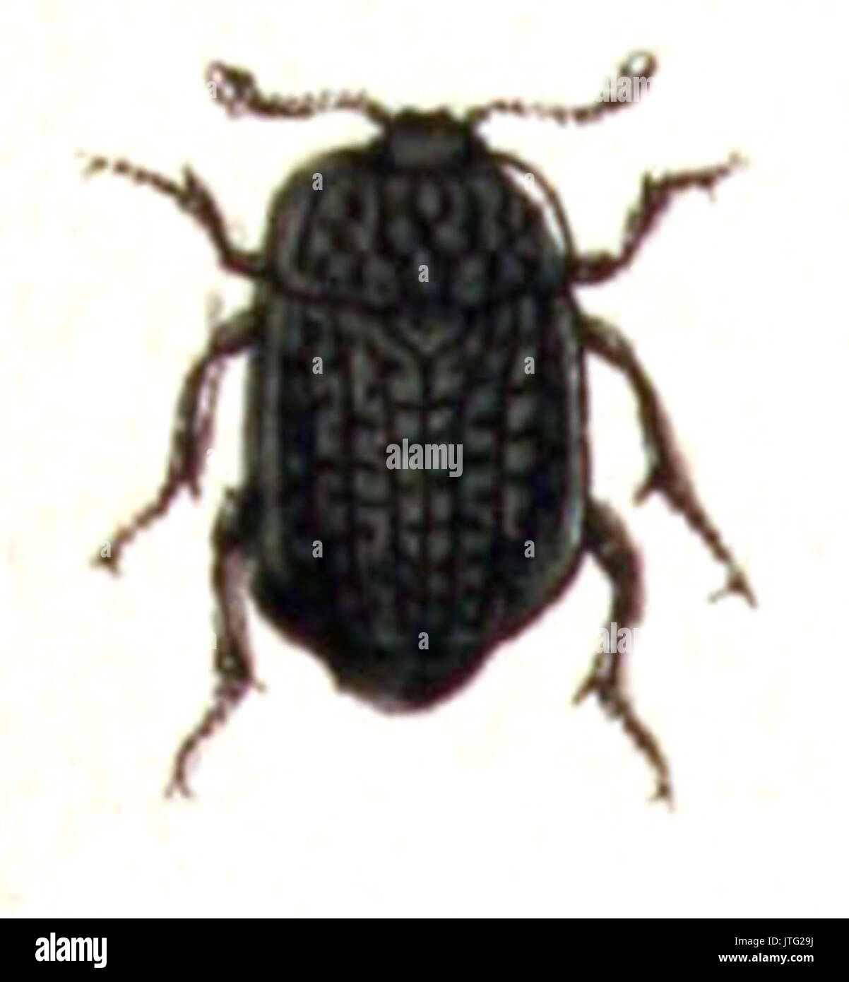 Thanatophilus rugosus hi-res stock photography and images - Alamy