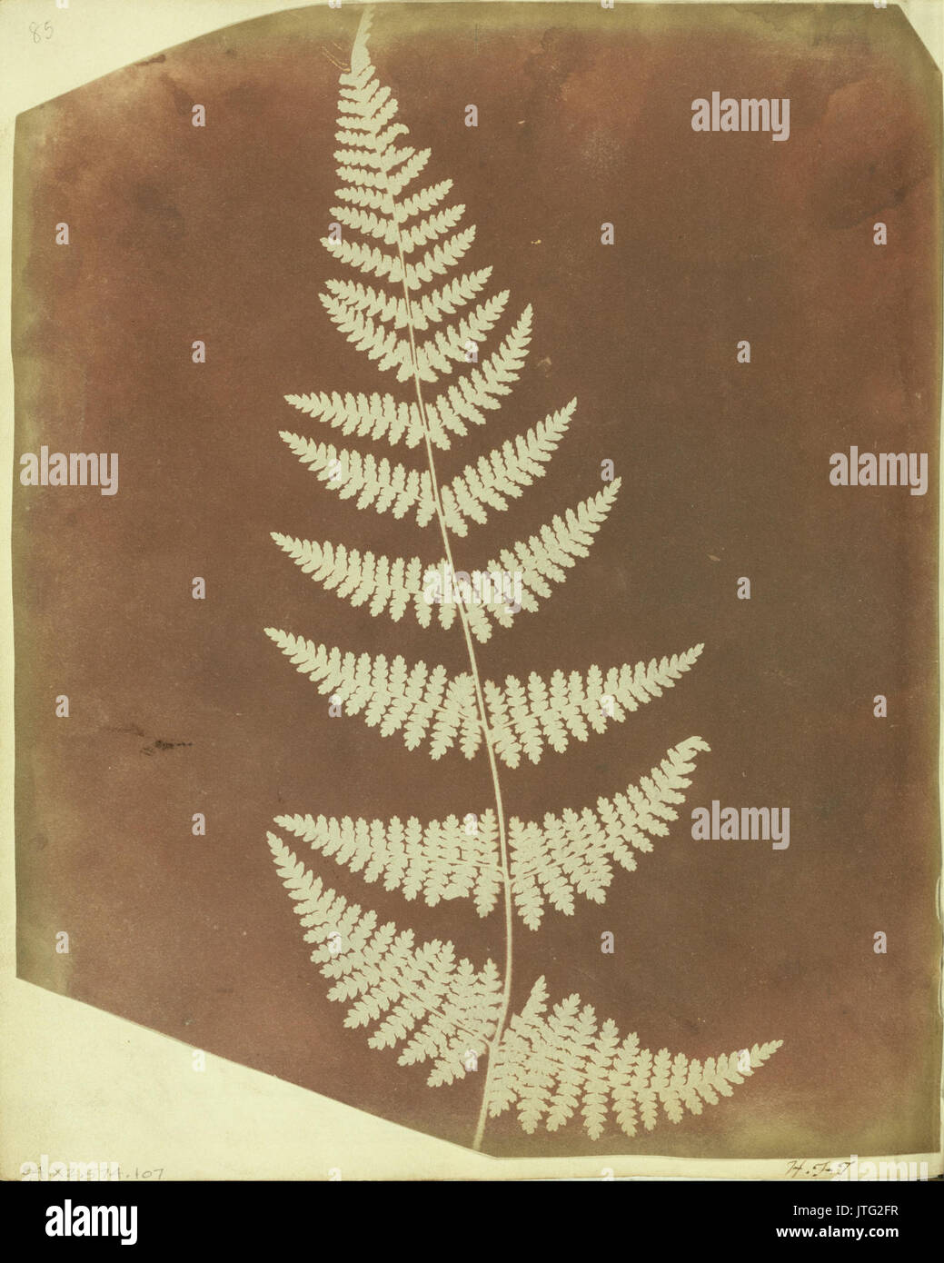 William Henry Fox Talbot (British (Buckler Fern Stock Photo - Alamy