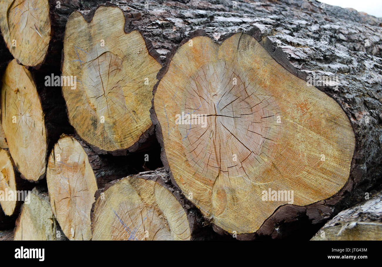Timber stack- softwood Stock Photo - Alamy