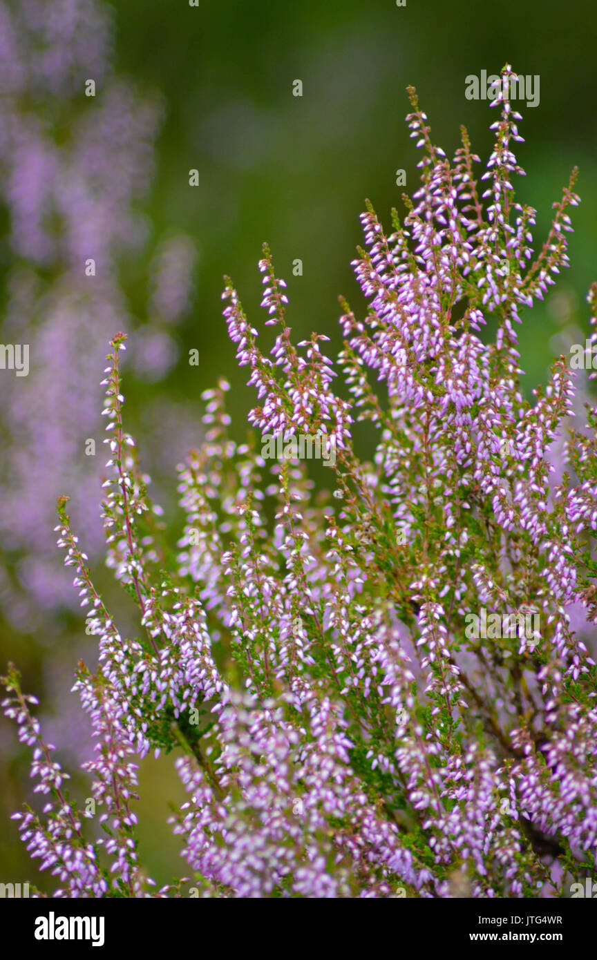 Scottish heather hi-res stock photography and images - Alamy