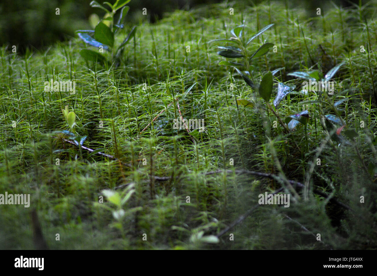 Scottish pine forest hi-res stock photography and images - Alamy