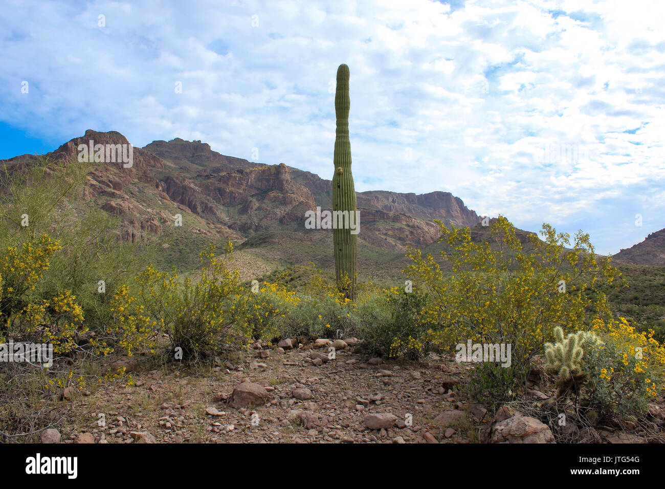Lone saguaro hi-res stock photography and images - Alamy
