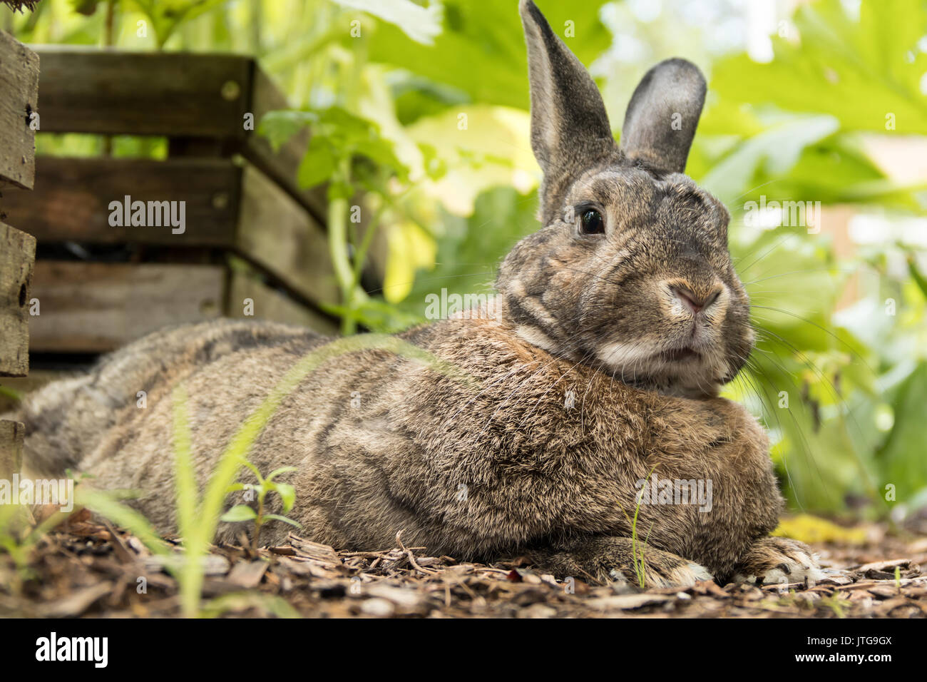 Rabbit vegetable garden hi-res stock photography and images - Alamy