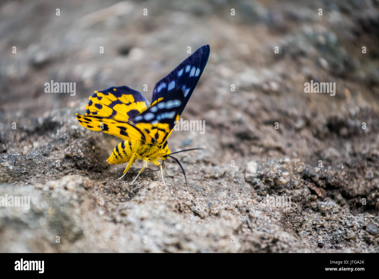 Butterfly in the forest, insect and animal Stock Photo - Alamy