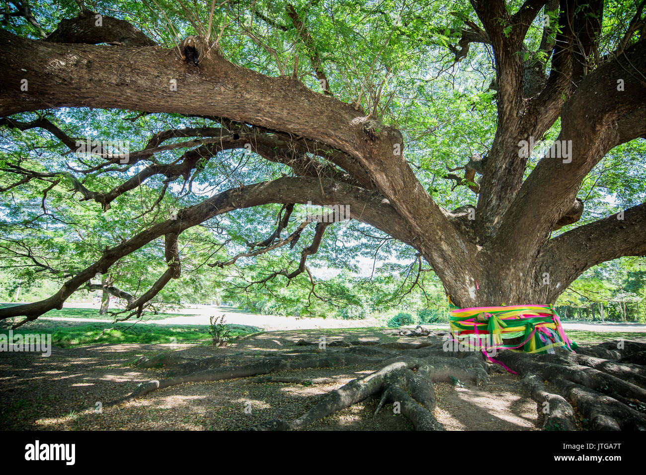 Large Samanea saman tree with branch in Kanchanaburi, Thailand Stock ...