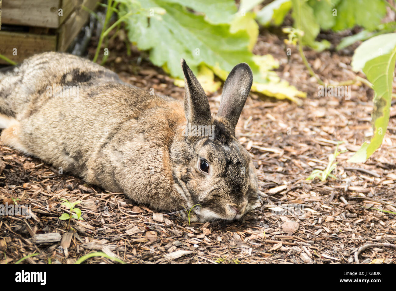 Rabbit vegetable garden hi-res stock photography and images - Alamy