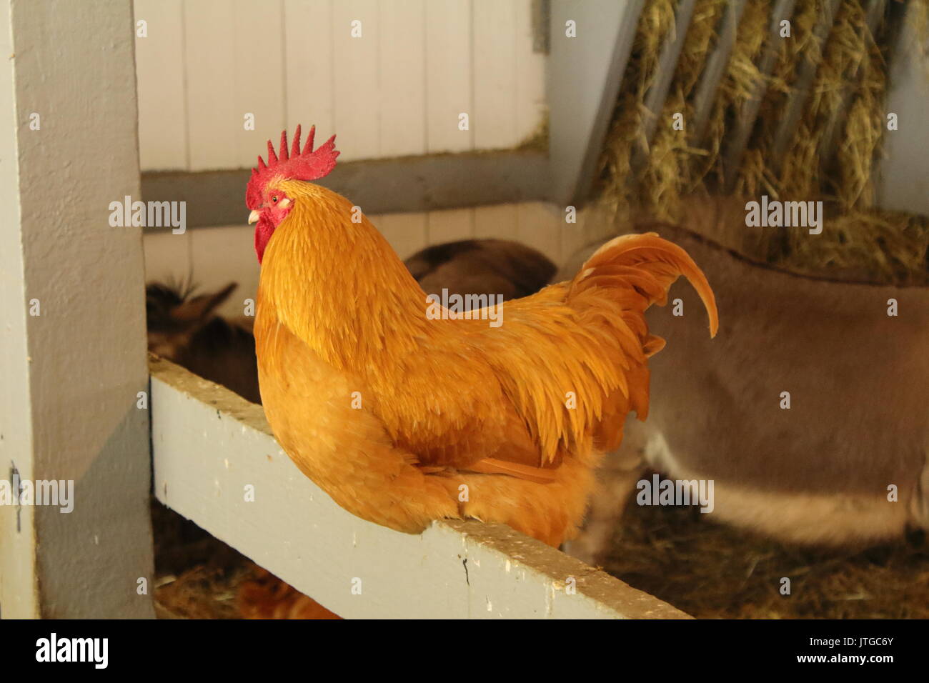 Golden rooster hi-res stock photography and images - Alamy