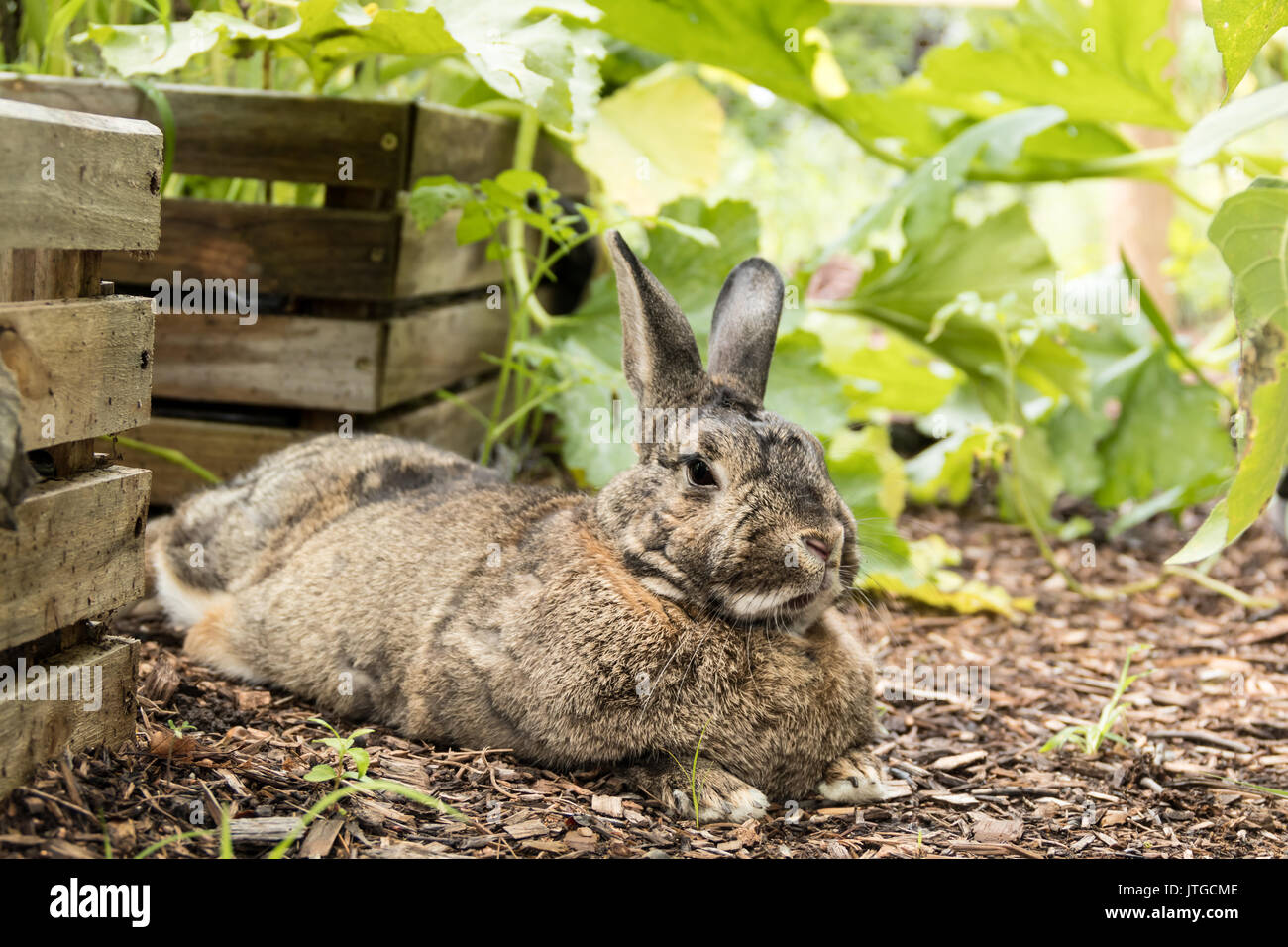 Rabbit vegetable garden hi-res stock photography and images - Alamy