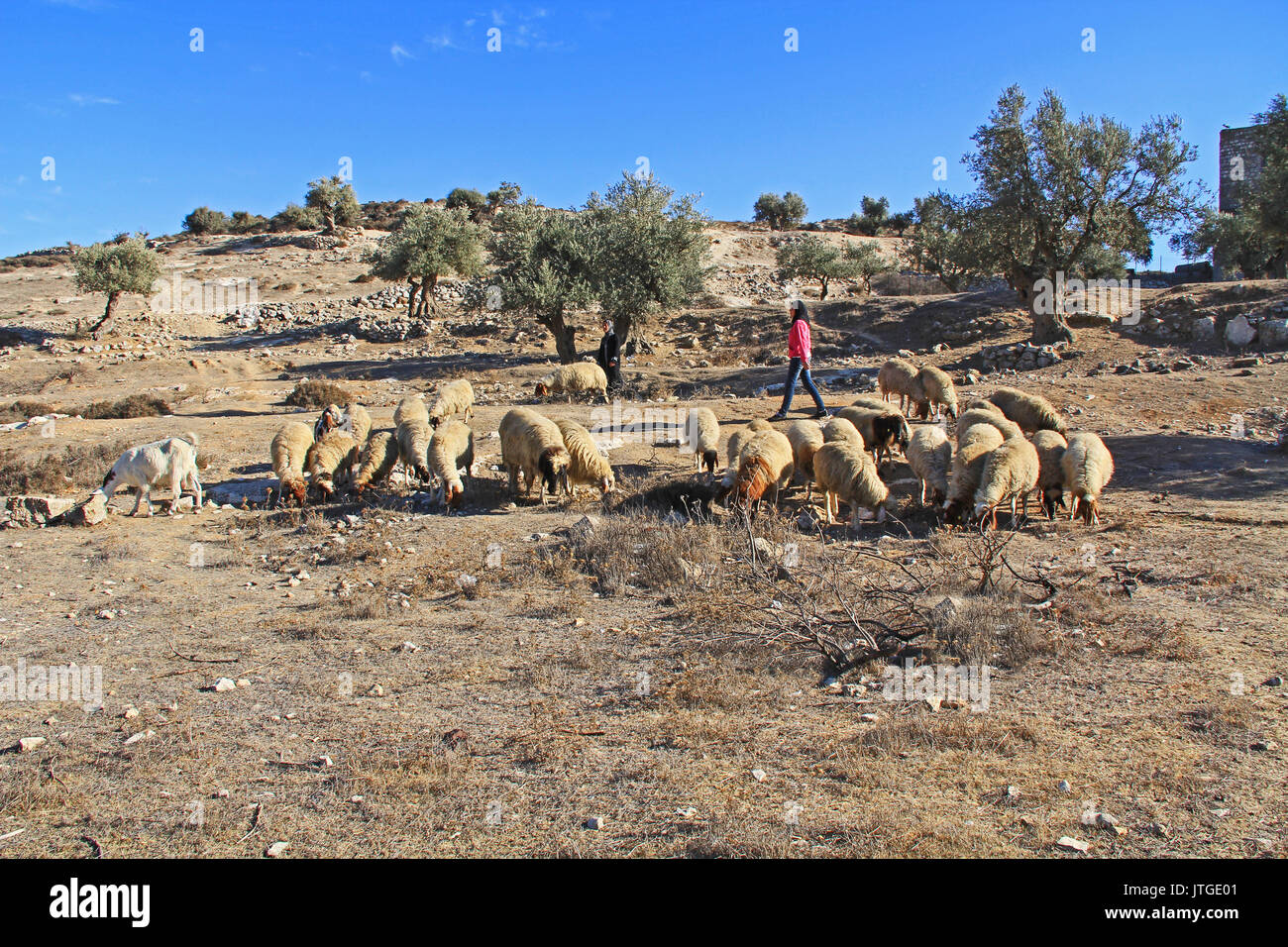 Bethlehem of judea hi-res stock photography and images - Alamy