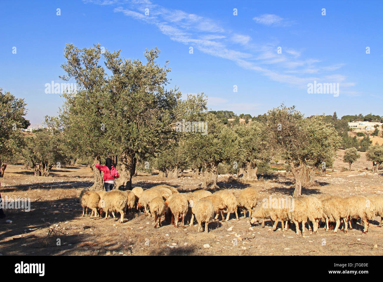 Bethlehem landscape hi-res stock photography and images - Alamy