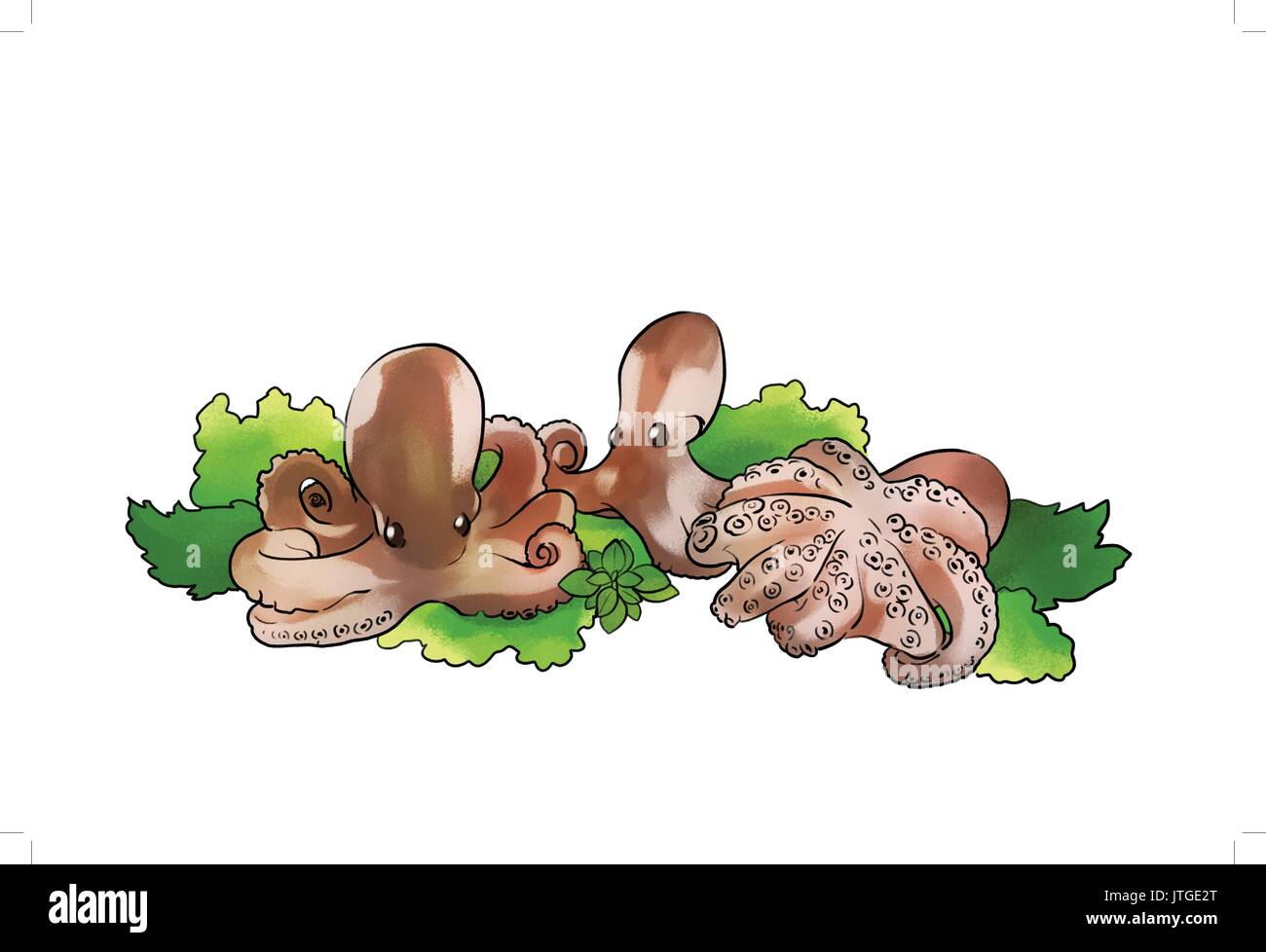 Octopus Ocellatus High Resolution Stock Photography and Images - Alamy