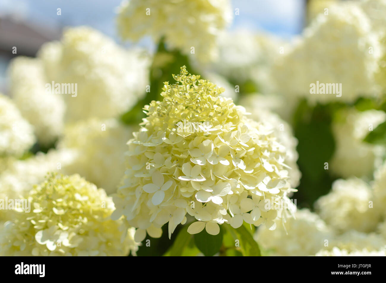 Cone shaped flower panicles hi-res stock photography and images - Alamy