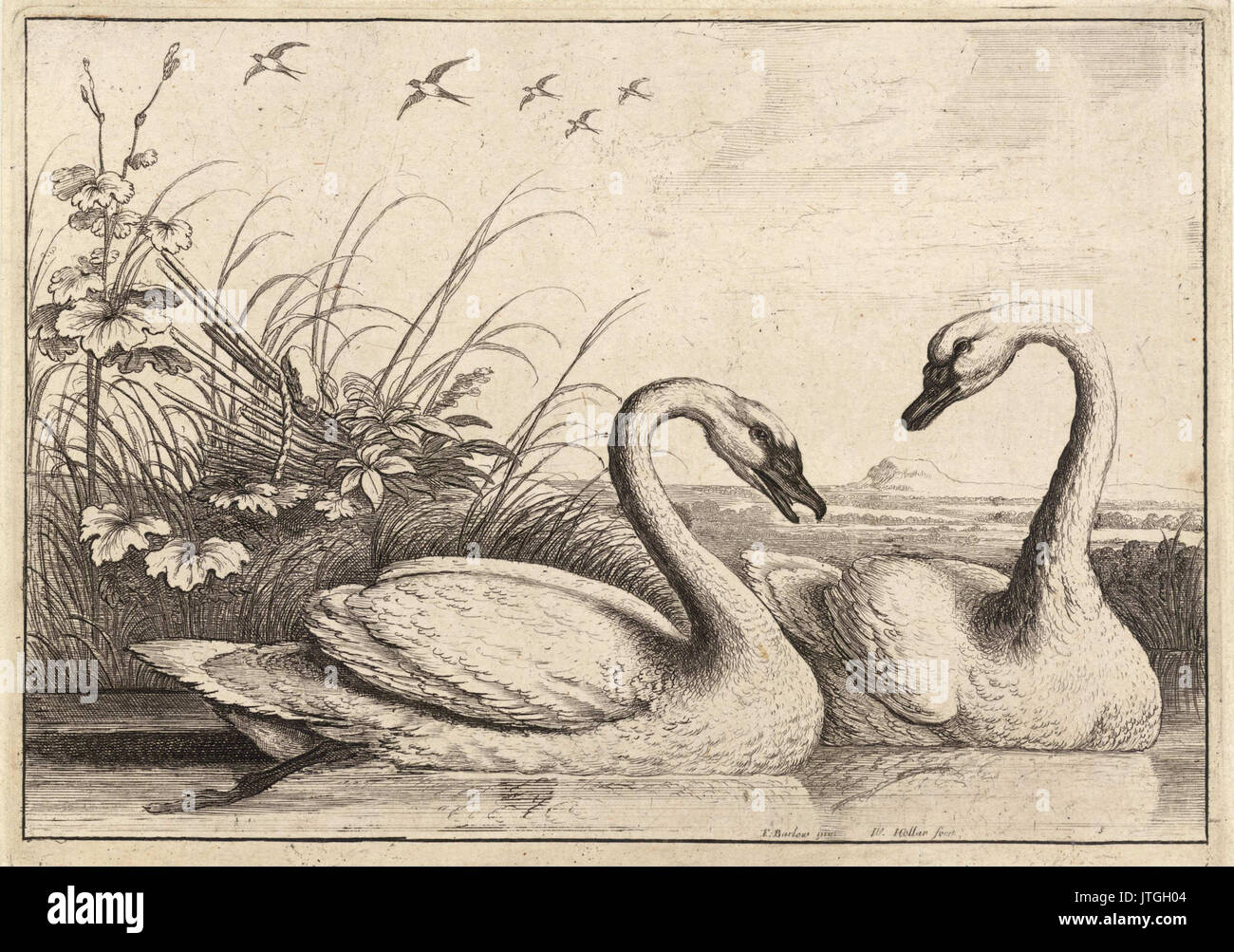 Two swans drawing hi-res stock photography and images - Alamy