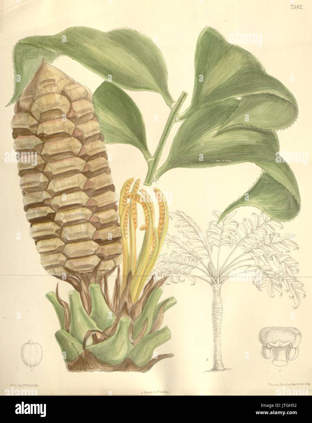 Zamia obliqua hi-res stock photography and images - Alamy