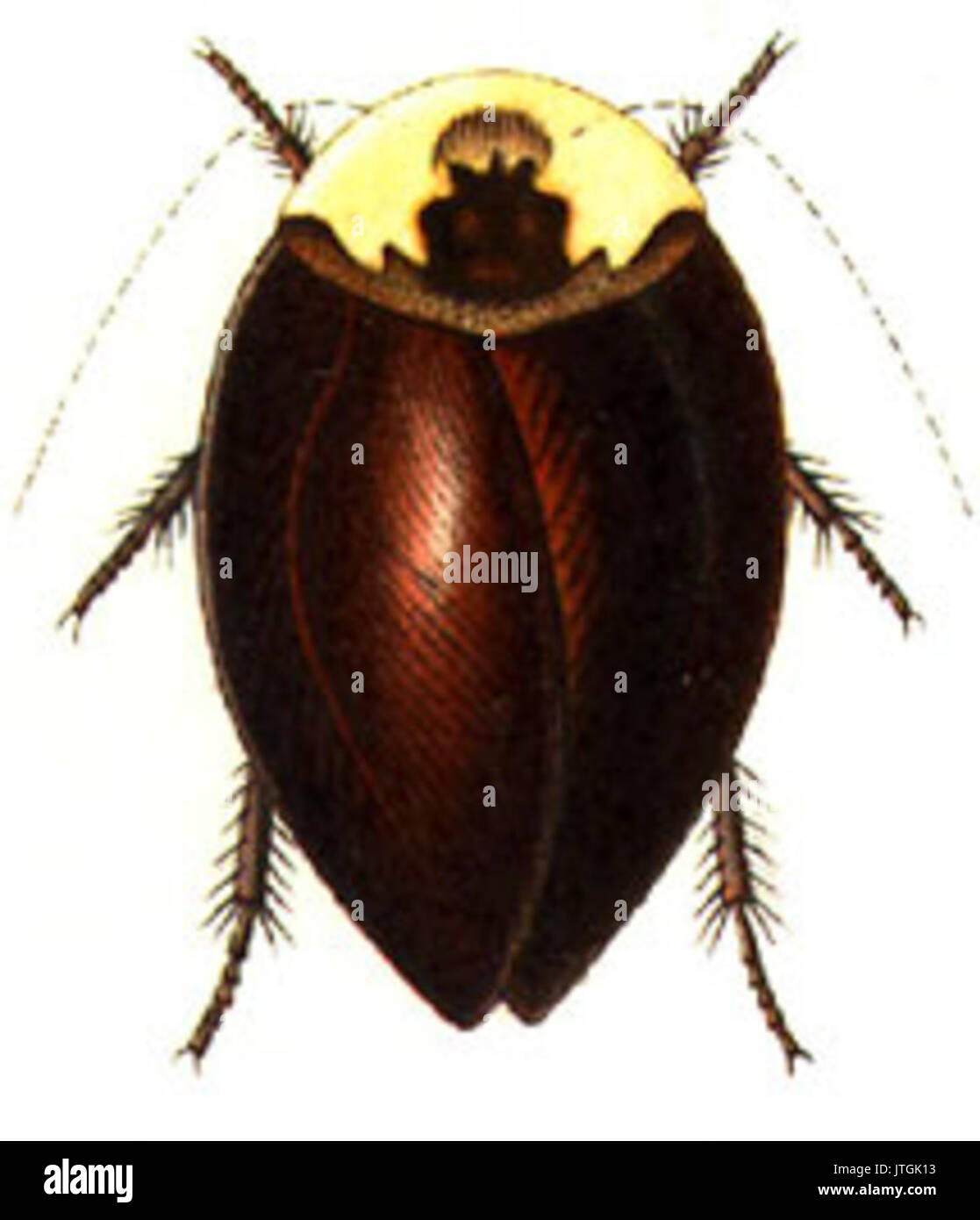 Phoraspis hi-res stock photography and images - Alamy