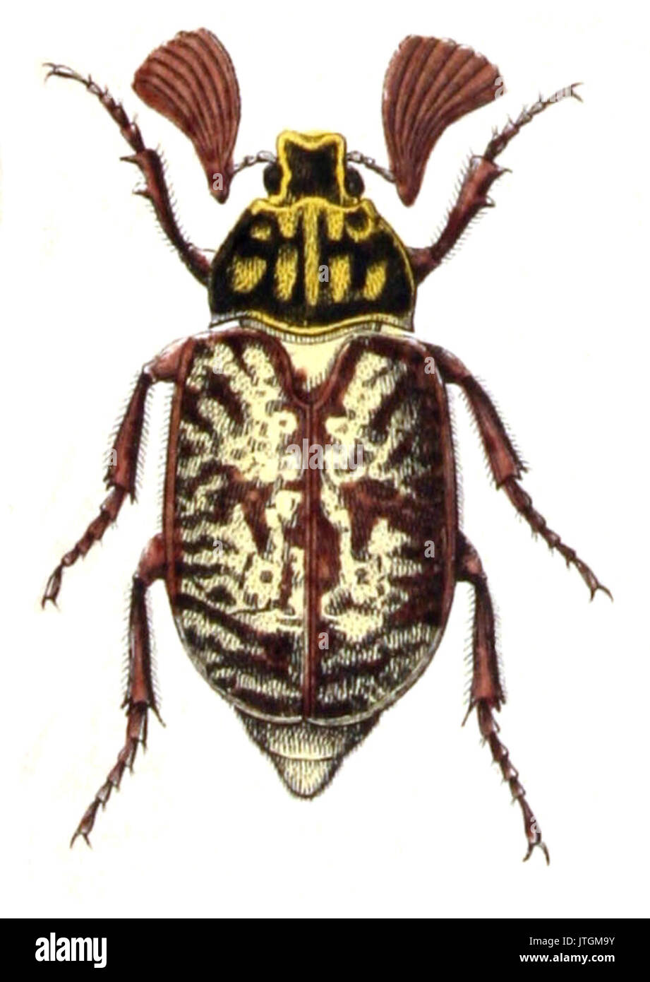 Polyphylla polyphylla fullo hi-res stock photography and images - Alamy