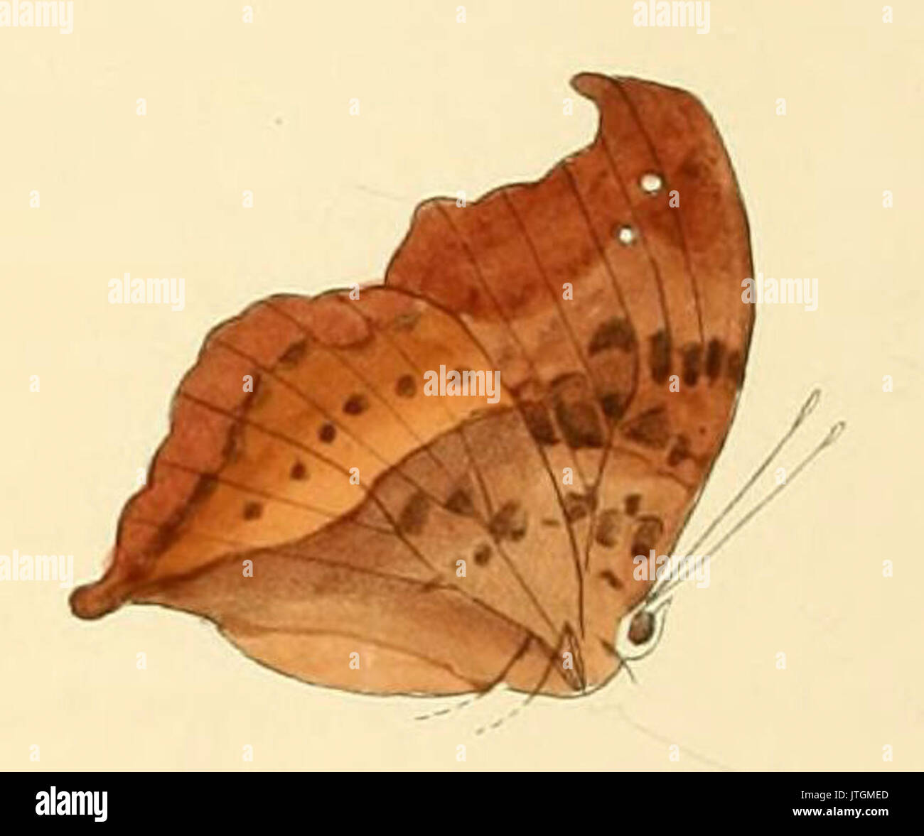 Binomial distribution hi-res stock photography and images - Alamy