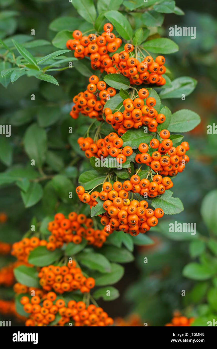 Pyracantha Firethorn orange berries with green leaves Stock Photo - Alamy