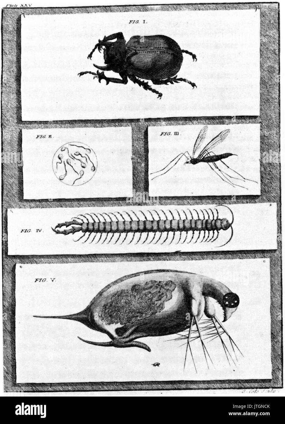 Richard Bradley 1688 1732 Stock Photo - Alamy