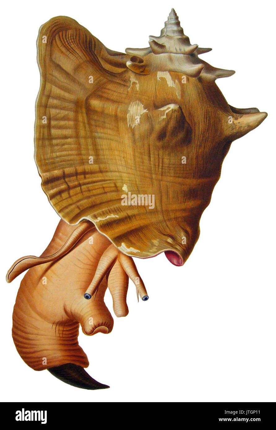 Strombus gigas Duclos in Chenu 1844 pl 1 Stock Photo - Alamy