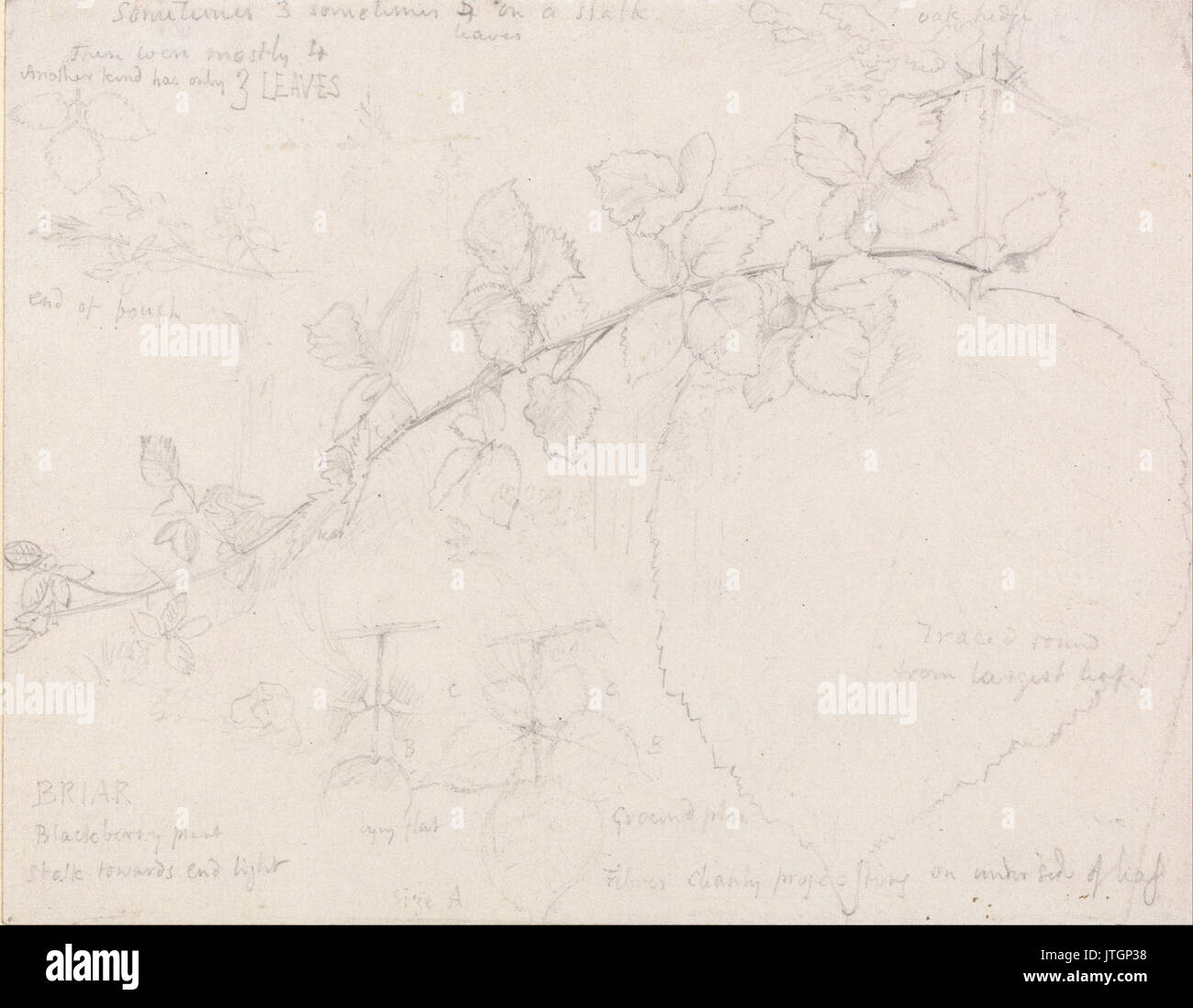 Brambles illustration hi-res stock photography and images - Alamy