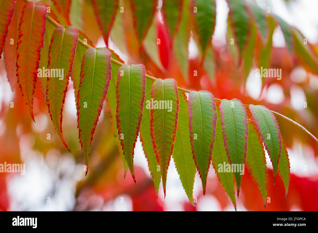 Green and red autimnal leaves of Sumac. Sumac is used as a spice in ...