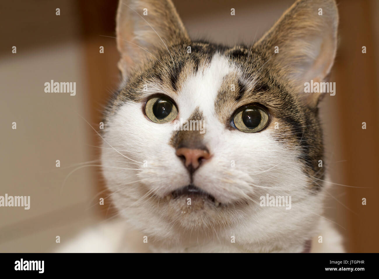 Cat begging food hi-res stock photography and images - Alamy