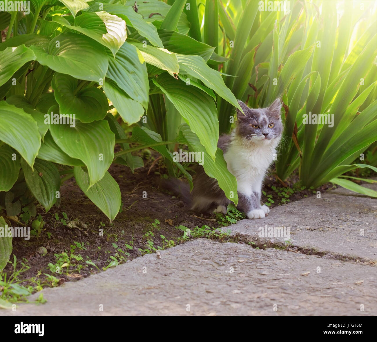 Cat in morning sunlight hi-res stock photography and images - Alamy
