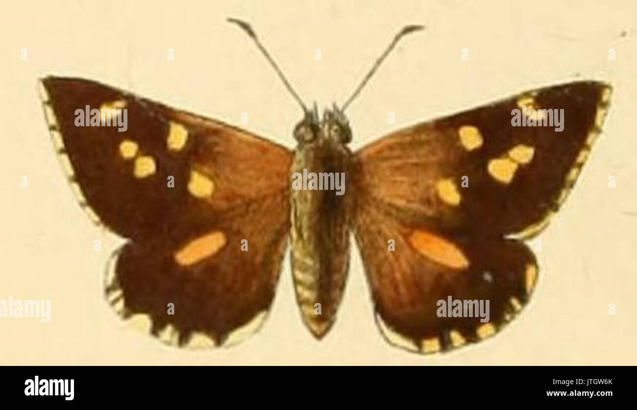 Trapezites hi-res stock photography and images - Alamy