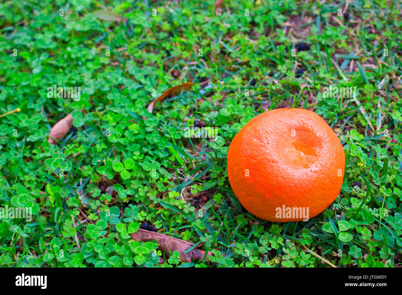 Orange fruit. Beautiful fresh orange fruit. Andalusia, Spain Stock ...
