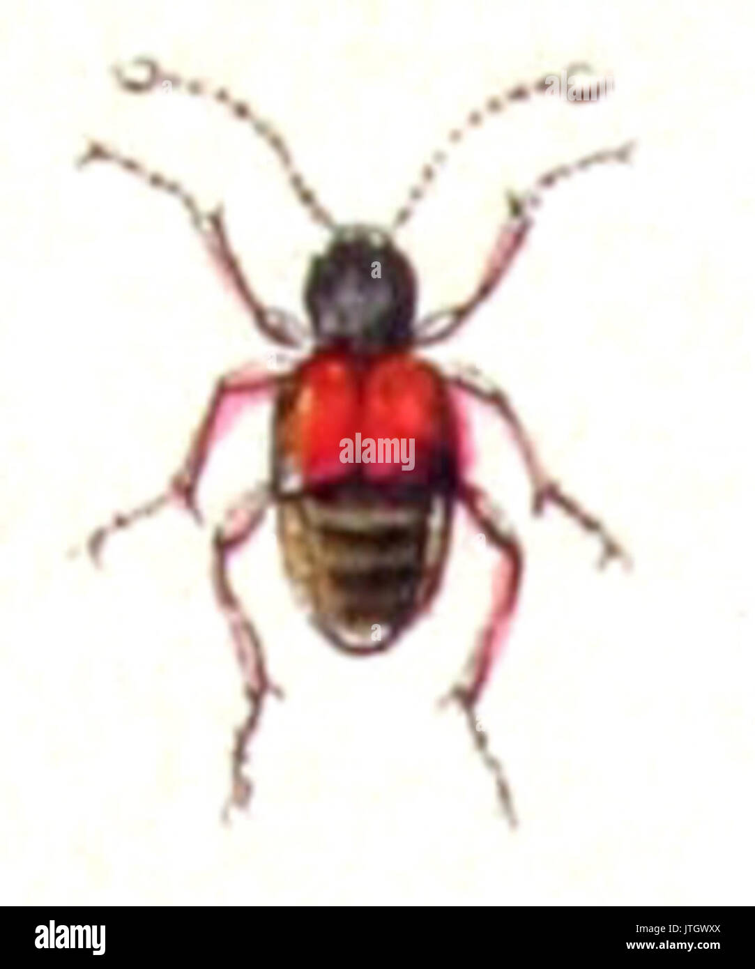 Tyrus hi-res stock photography and images - Alamy